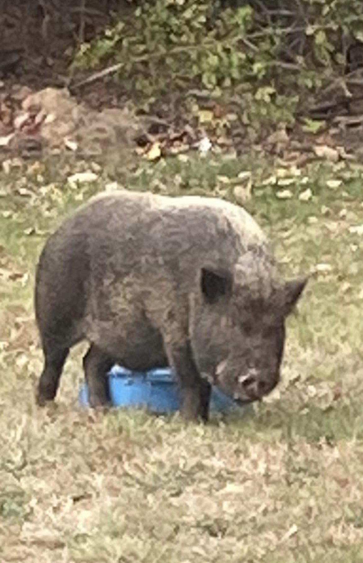 Opie the escape pig returns home after three month adventure in ...